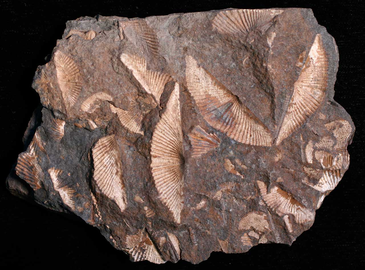 Louisville Fossils and Beyond: Mucrospirifer Brachiopod Plate