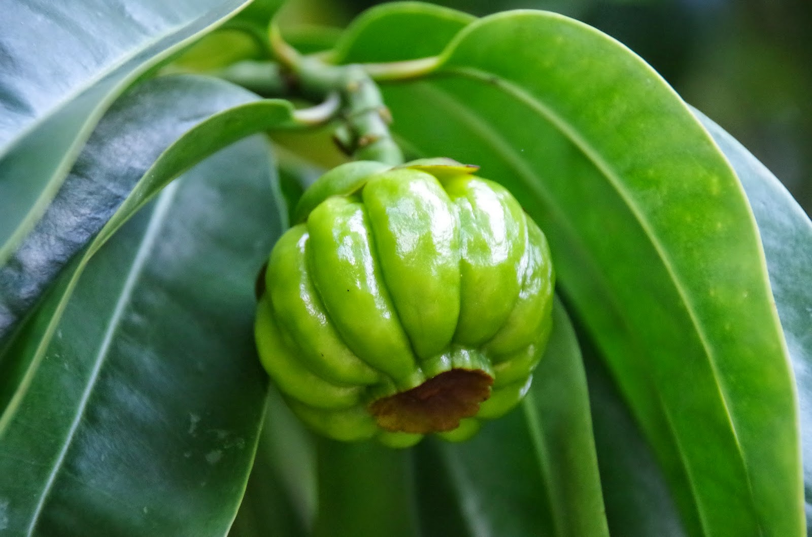 Trees and Plants: Pokok Asam Gelugor