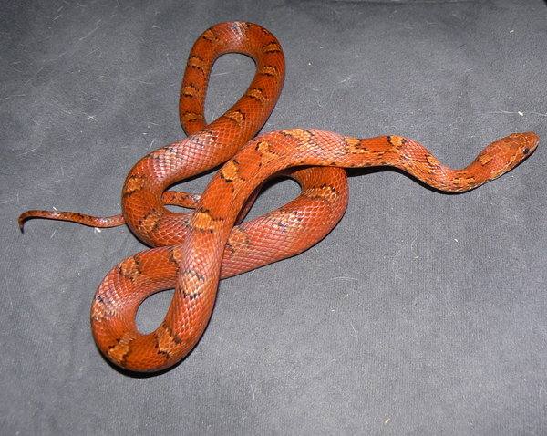 Our Beautiful World: Beautiful red snakes
