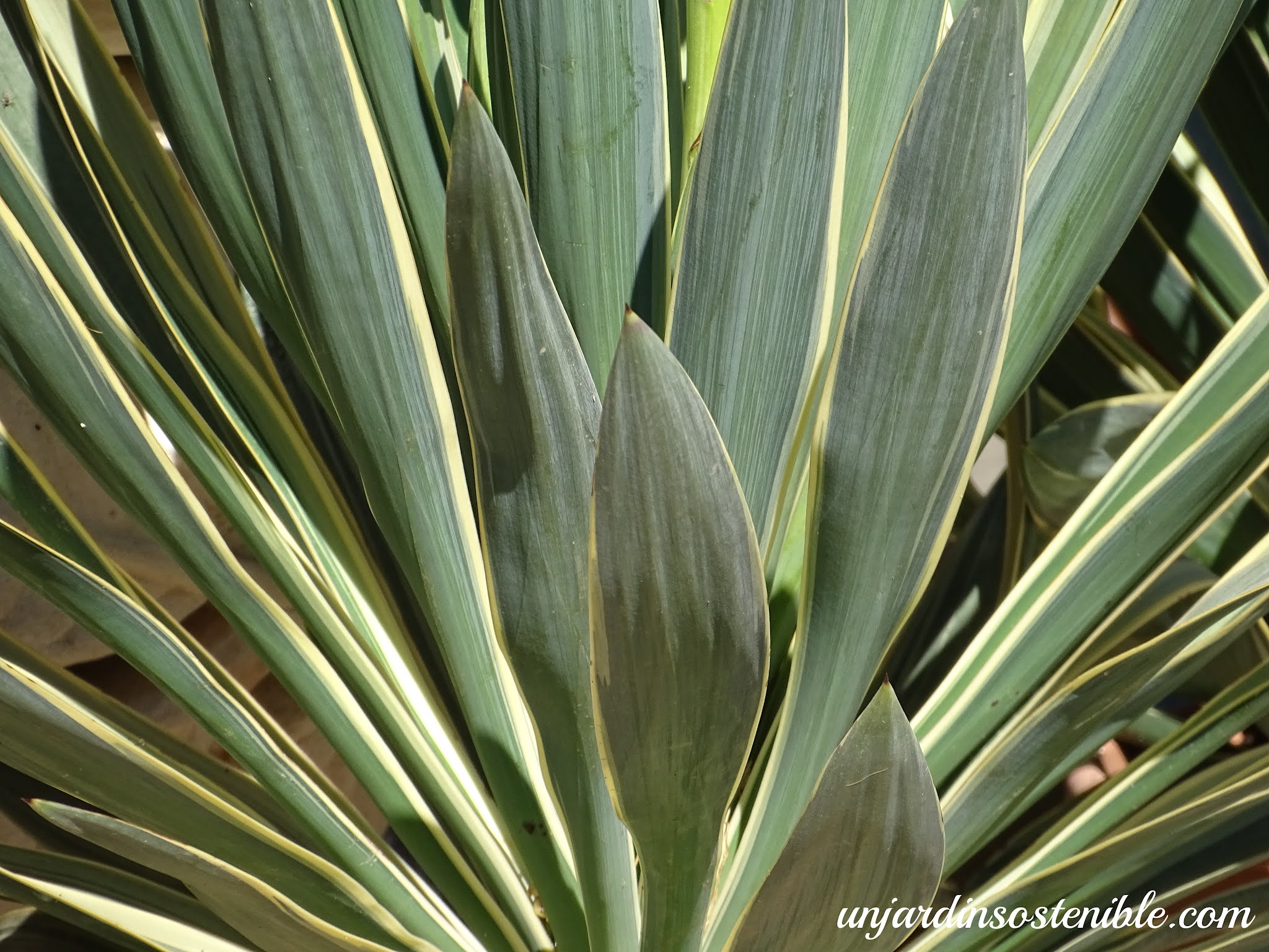 Yucca gloriosa (Daga española)