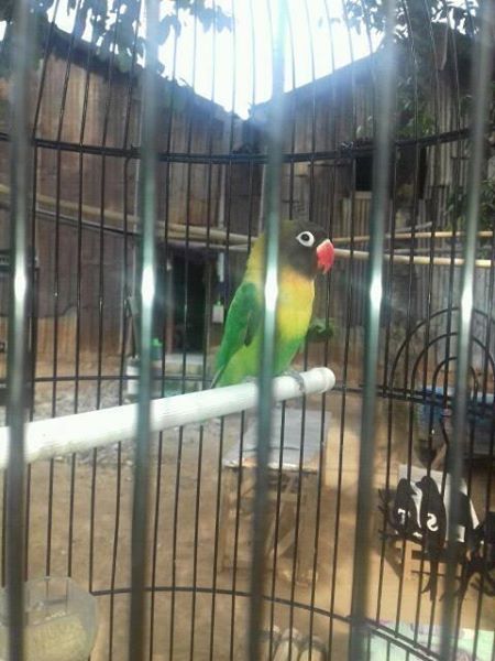 10 Gambar lovebird Dakocan dan harga terbaru - Sukses-Lovebird&Kenari