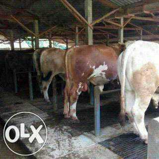 Karpet Ternak Sapi: KARPET SAPI MURAH HARGA GROSIR