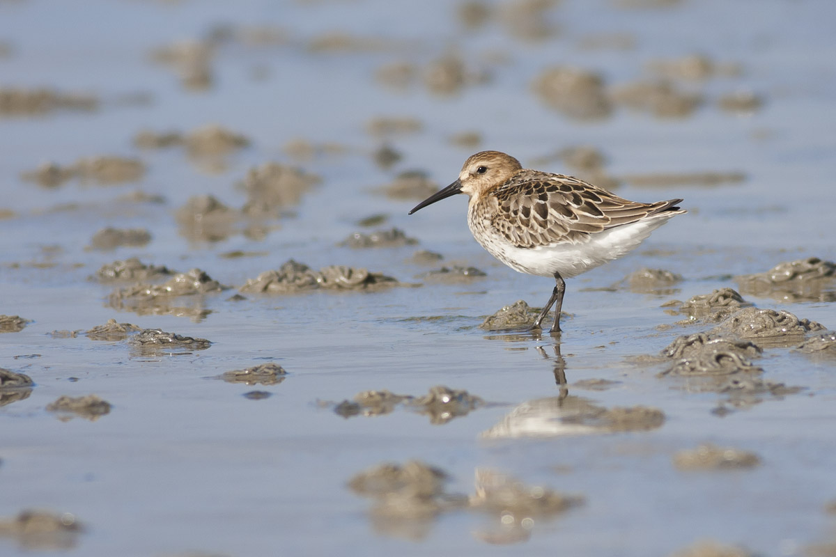 Peregrine's Bird Blog: A Few days in Co.Donegal, The Tail End of ...