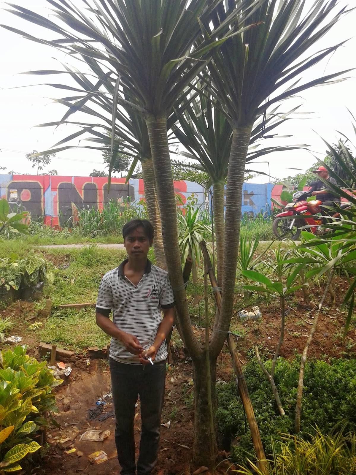 JUAL PANDAN BALI | CARA MENANAM PANDAN BALI | Tukang Taman Murah Dan ...