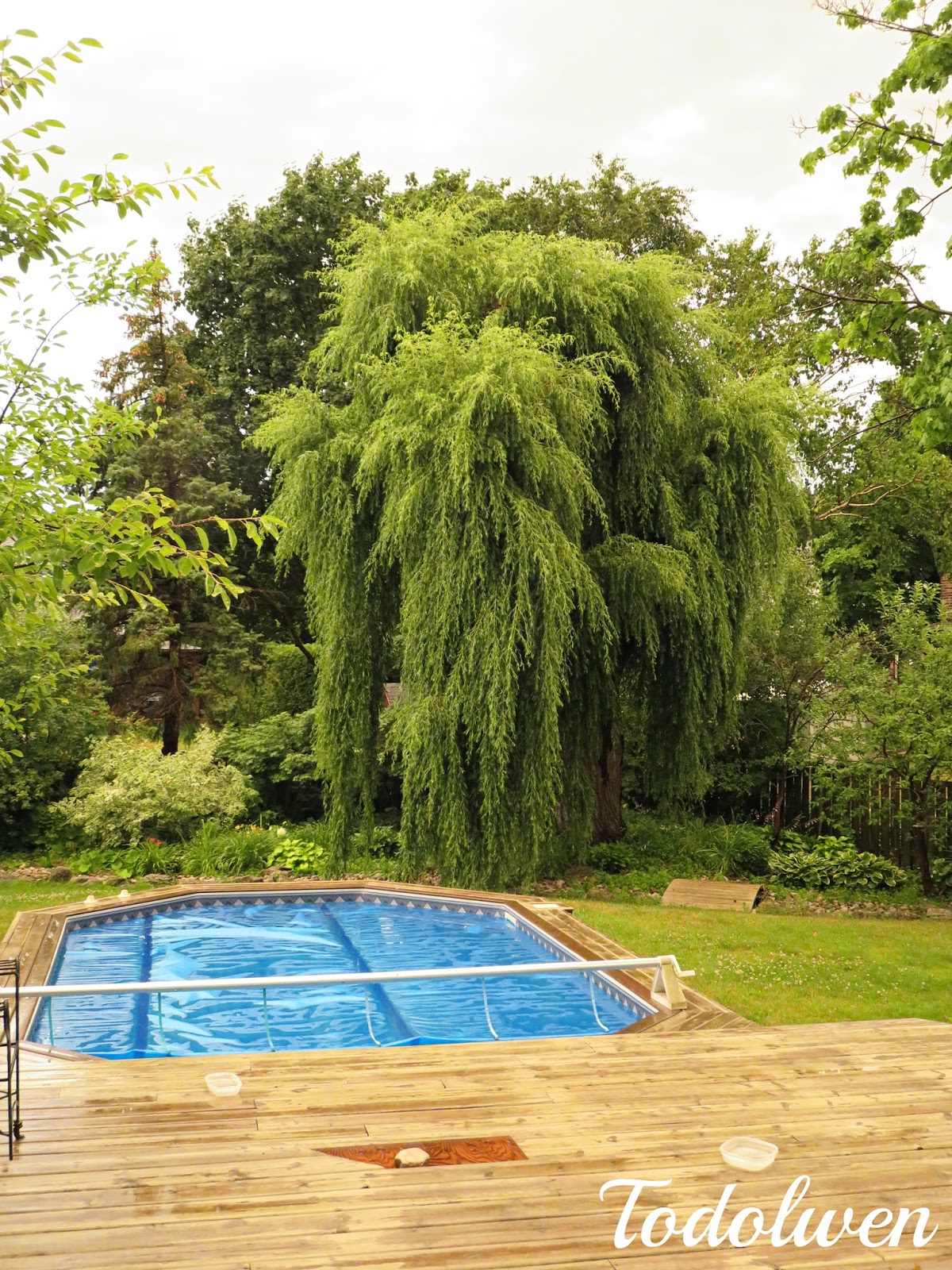 Todolwen: Our Beautiful 'Shorter' Willow Tree
