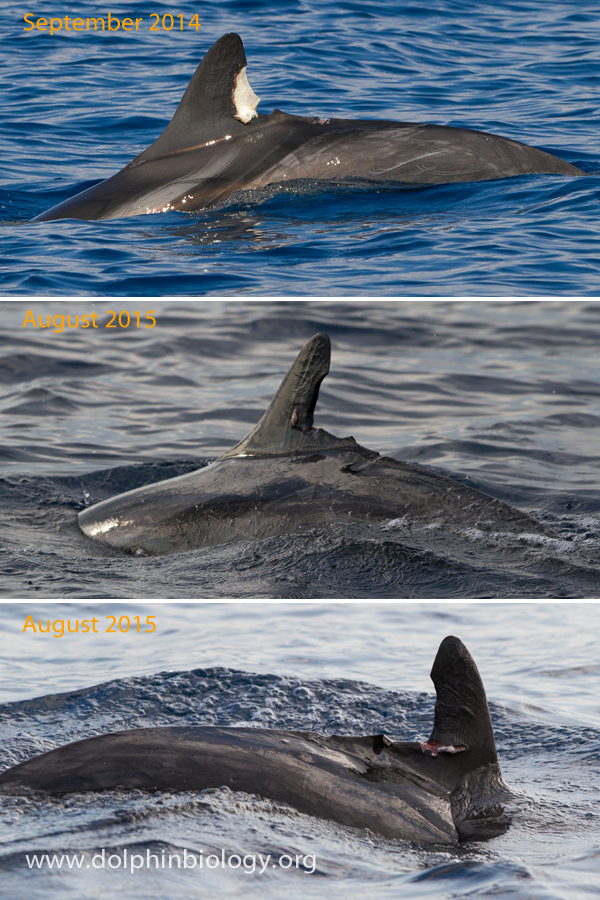 Dolphin Biology and Conservation: Dorsal fin changes