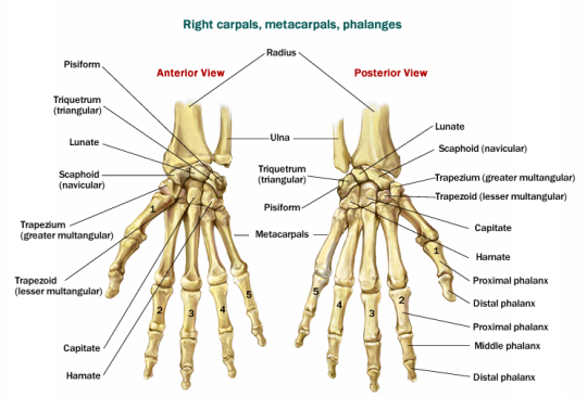 Medical and Health Science: Bone anatomy of the hands, back and front view