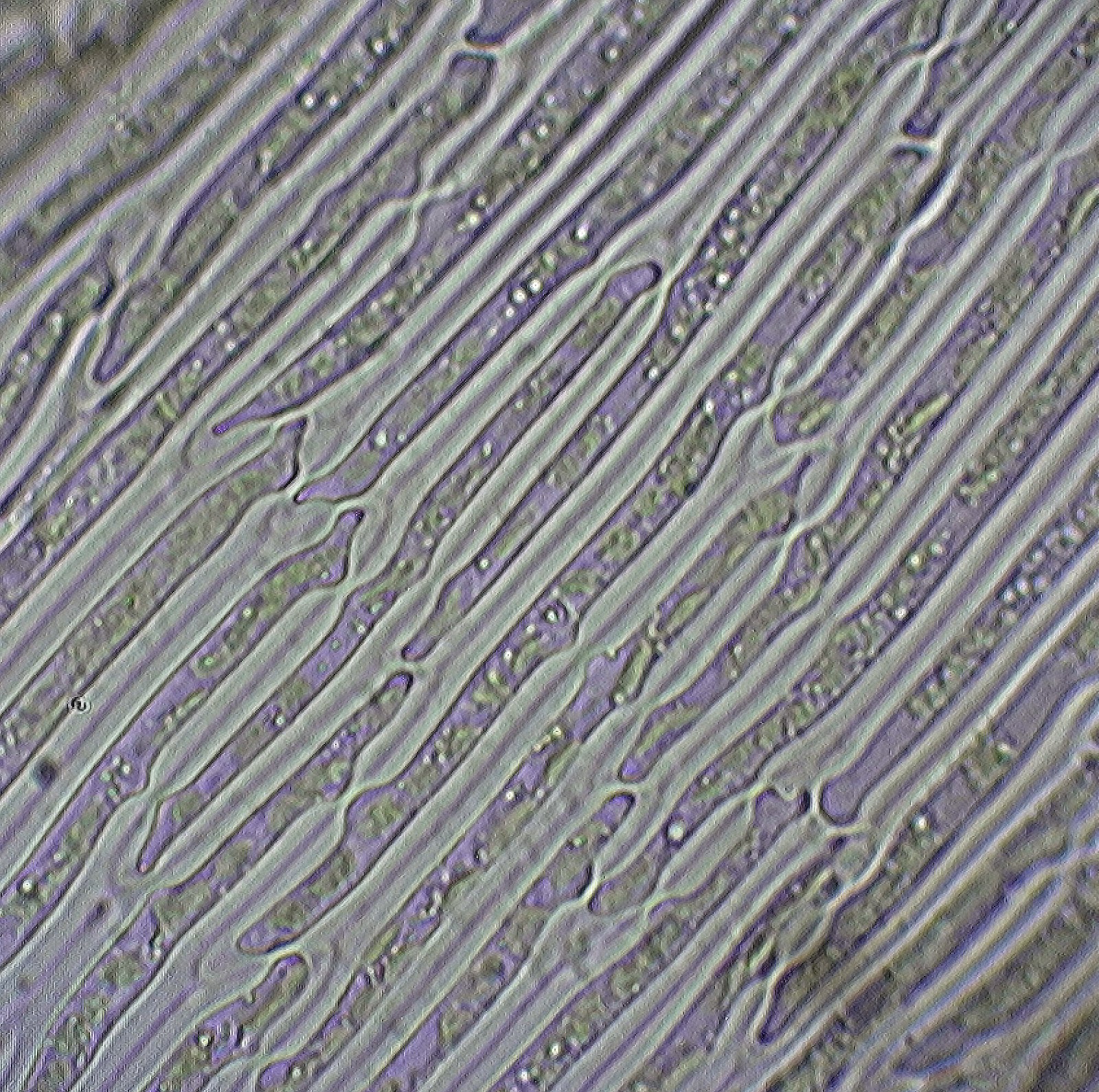South Wales Bryophytes: Brecon Beacons Pit Stop