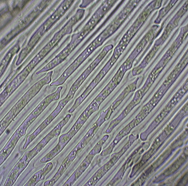 South Wales Bryophytes: Brecon Beacons Pit Stop