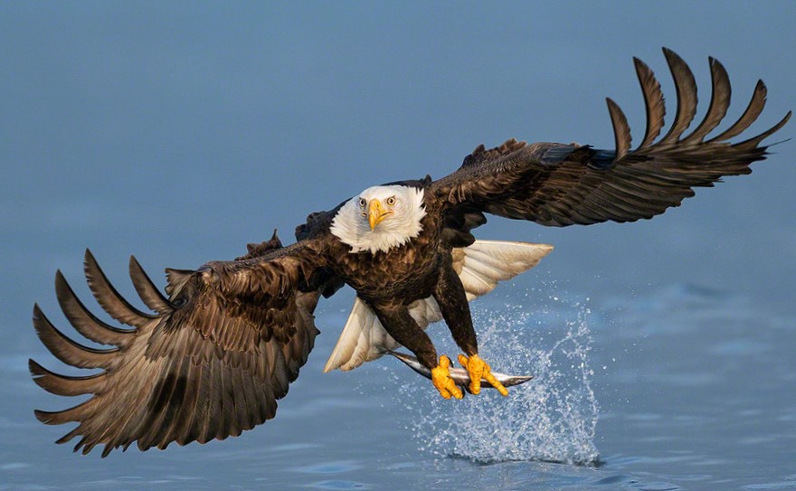 The leadership qualities of an Eagle