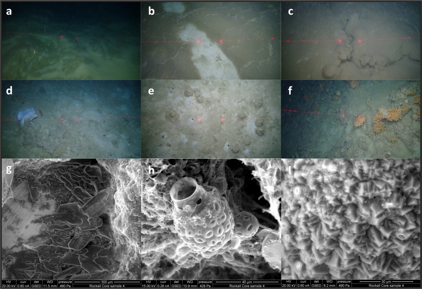 First direct evidence of a deep-water cold-seep ecosystem within UK ...