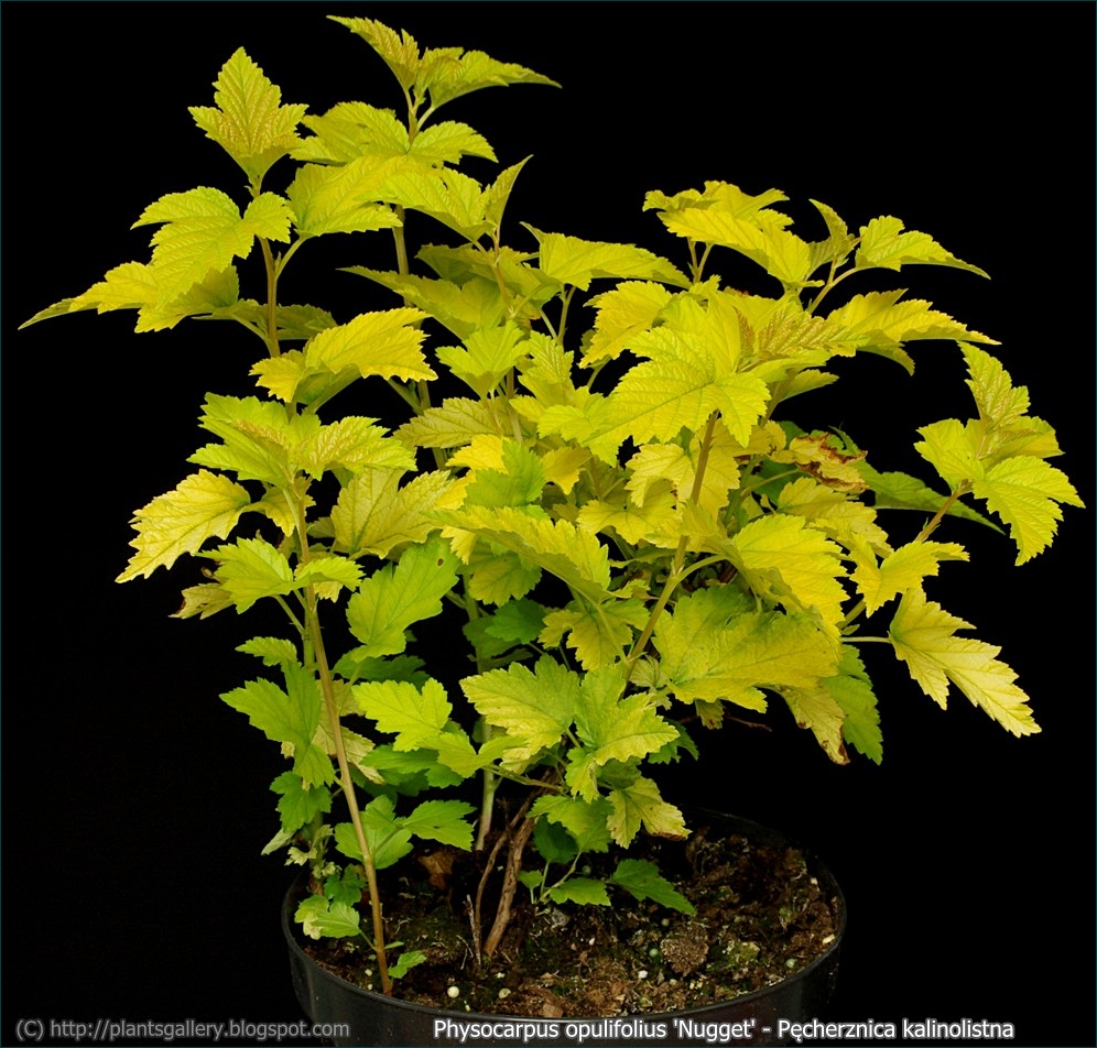 Plant Gallery - Encyklopedia Roślin: Physocarpus opulifolius 'Nugget' - Pęcherznica kalinolistna