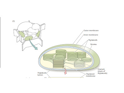 LA CELLULA VEGETALE: I plastidi.