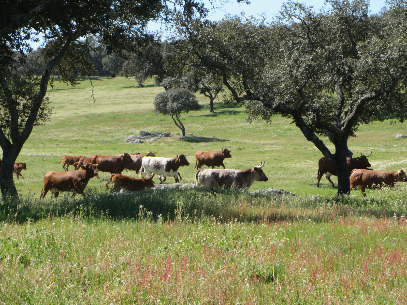 O melhor Alentejo do Mundo: O Montado...