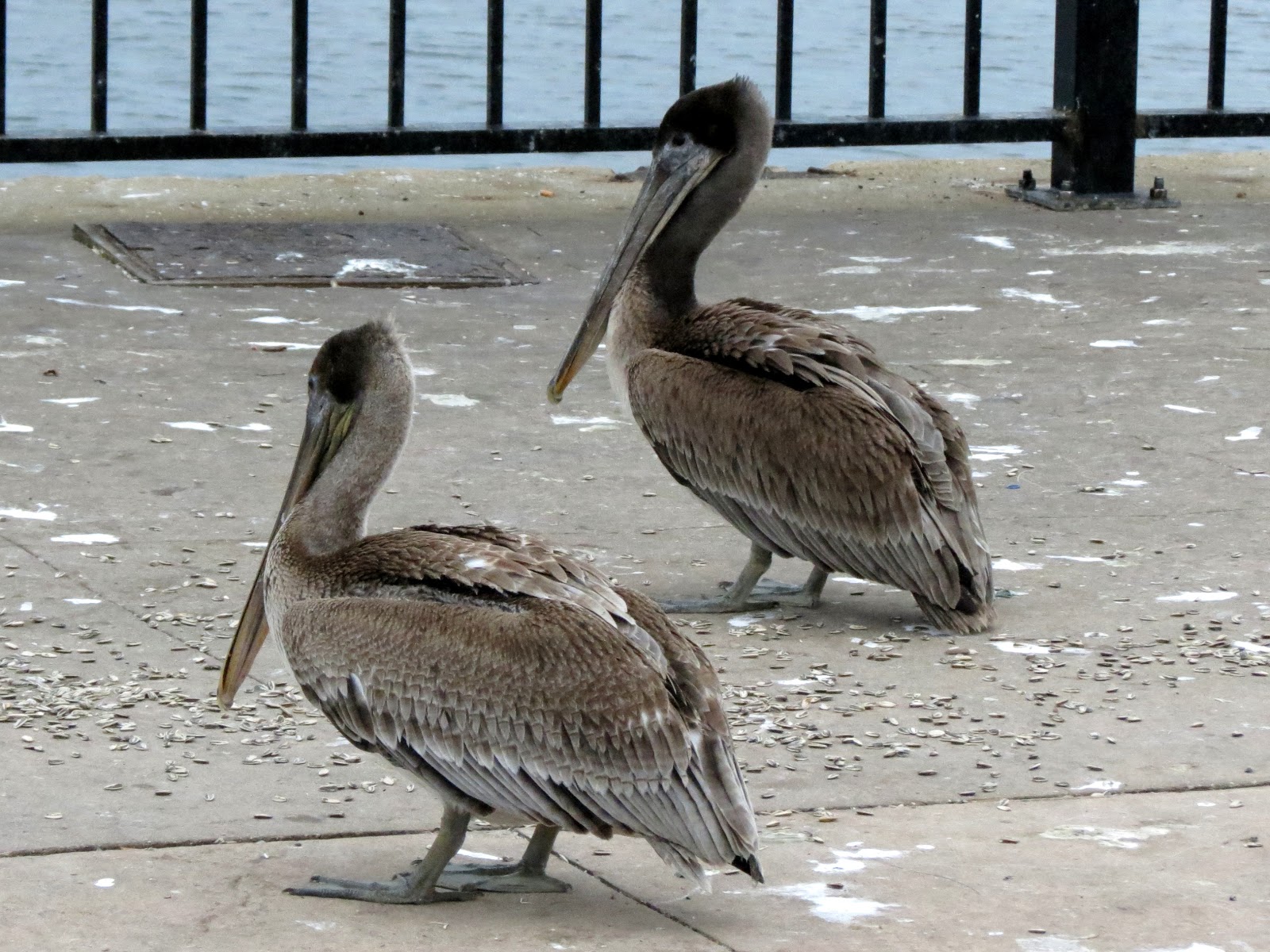 Meandering...: Brown Pelicans and a Great Blue Heron