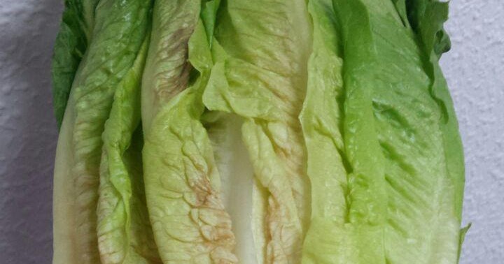 AGROMURCIA: VENA ROSA O "PINK RIB" (fisiopatía en lechuga)