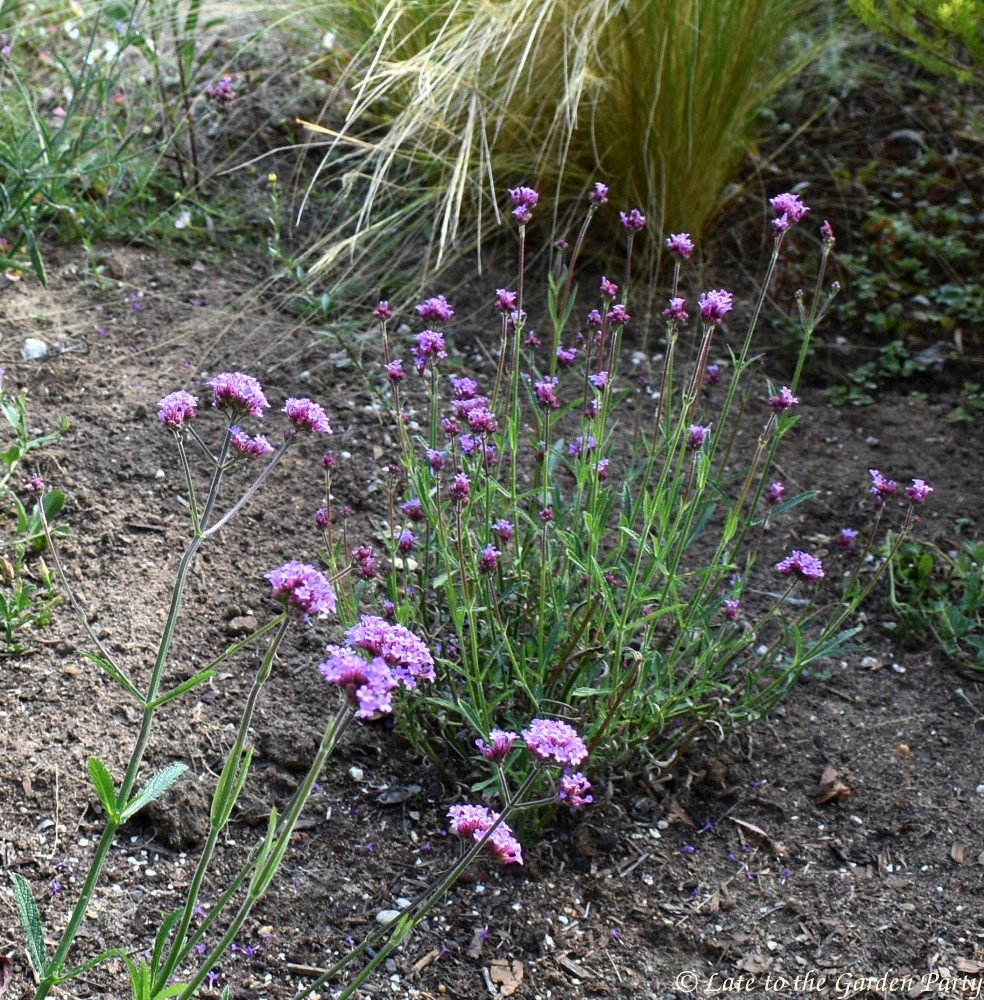 Late to the Garden Party: Bloom Day - July 2021