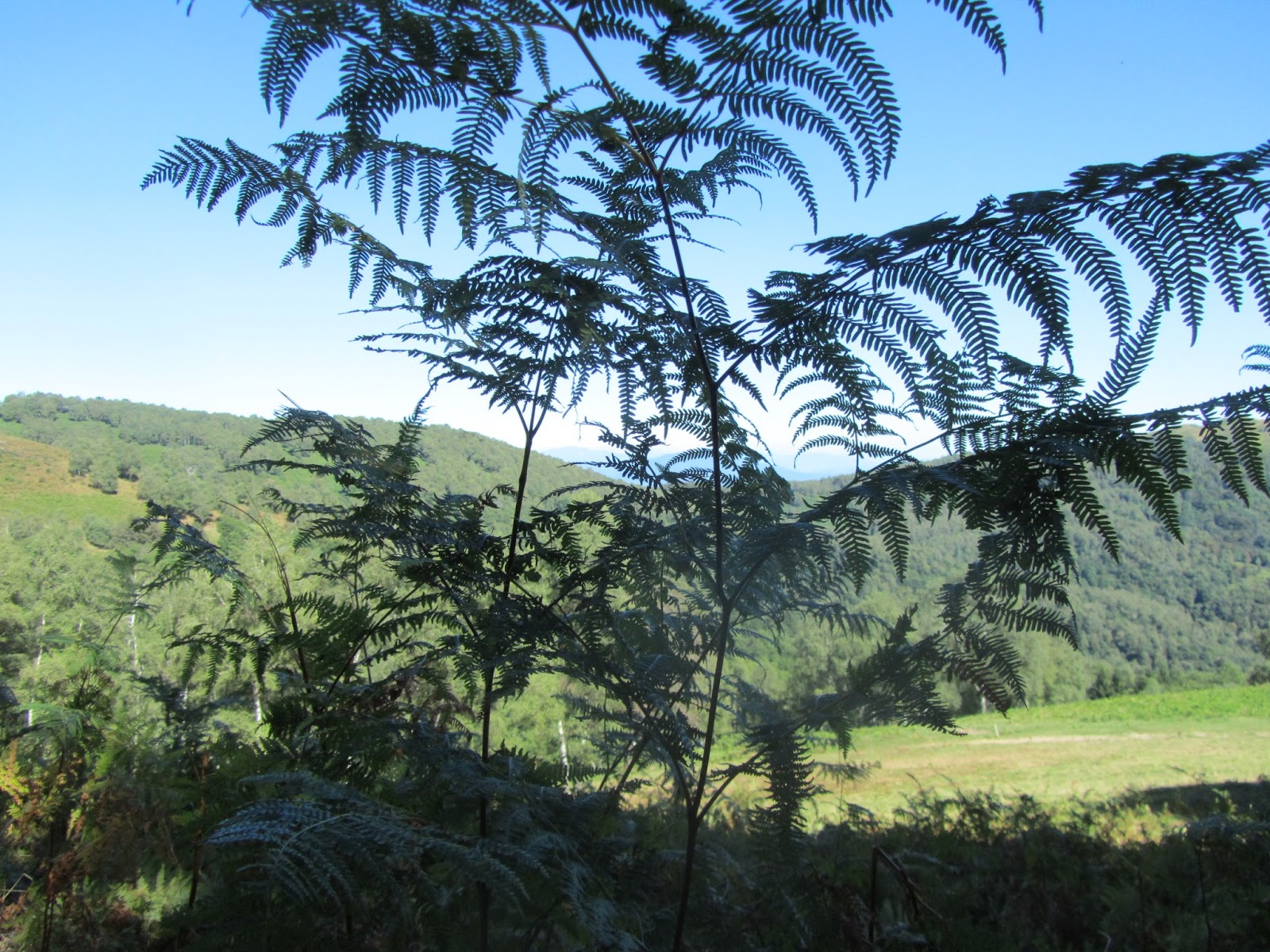 Cosa Sono le Felci? Che Caratteristiche Hanno? | Il Gusto Della Natura