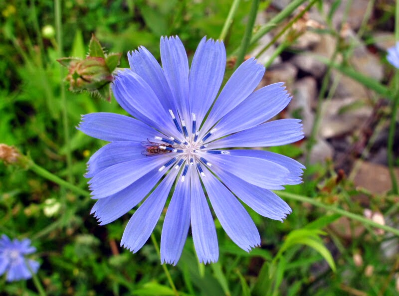 The Joyce Road Neighborhood: Wildflower - Chicory