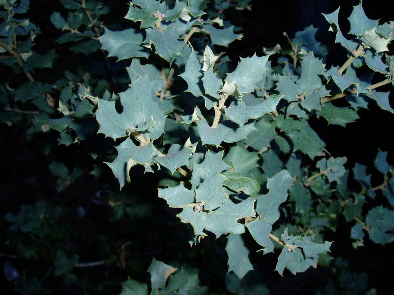 Encina: Quercus ilex | Plantas rioMoros