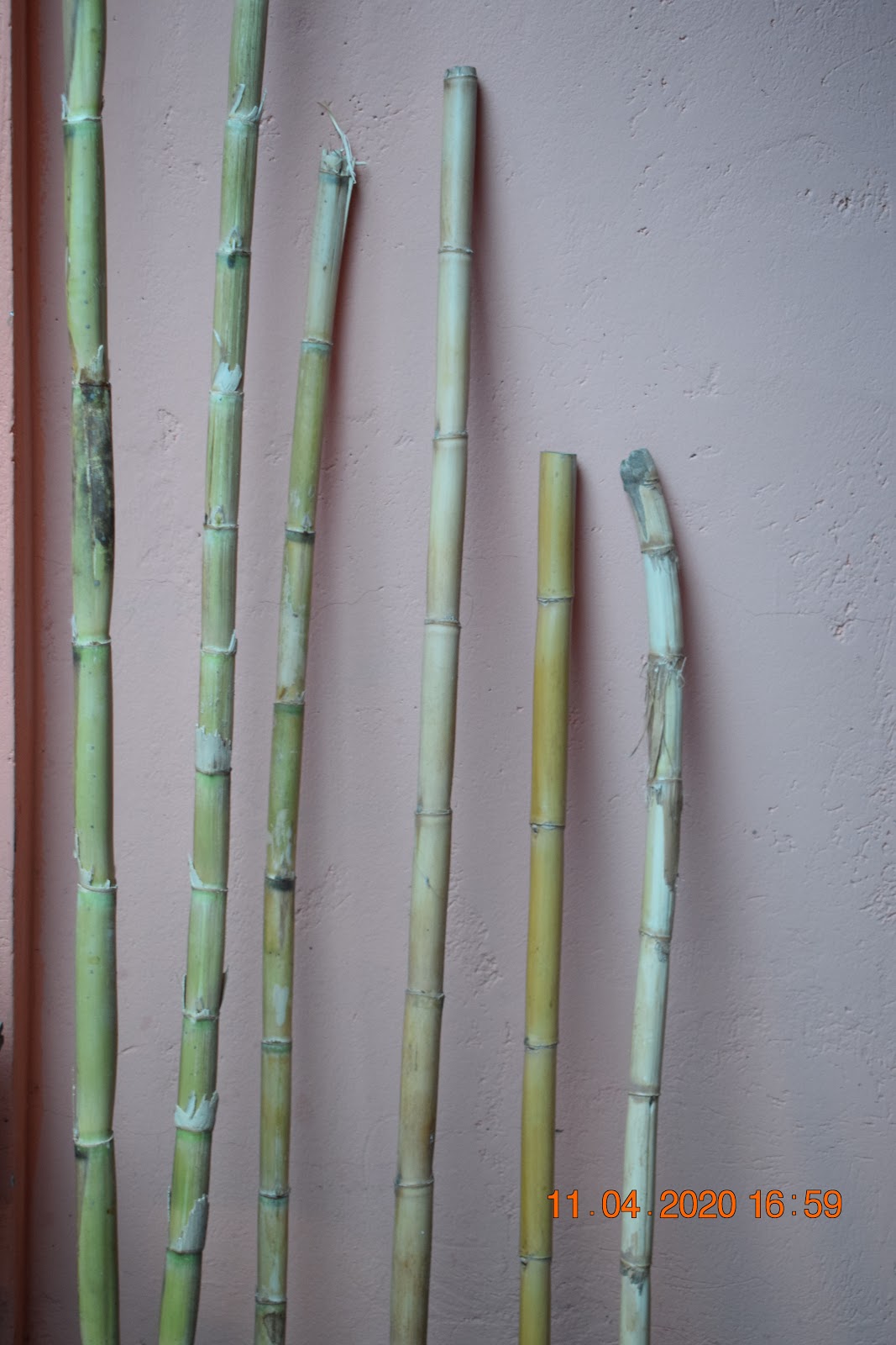 garcessumakkawsay: TIPOS DE CARRIZO QUE UTILIZO EN EL TRABAJO CON ...