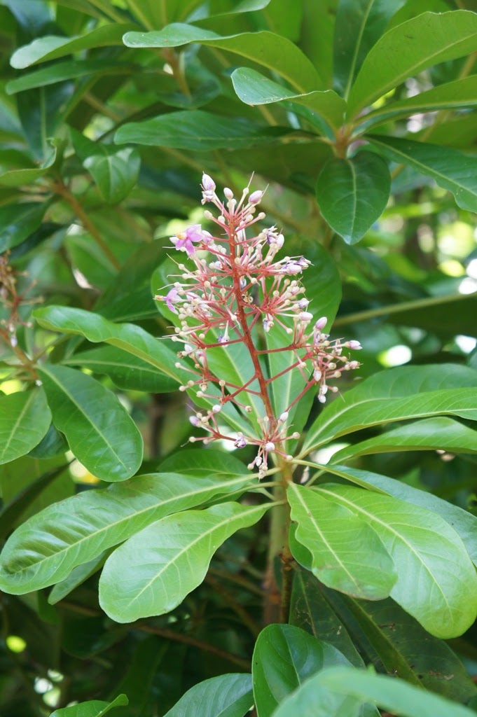 OUR PHILIPPINE TREES: Ardisia on the Beach