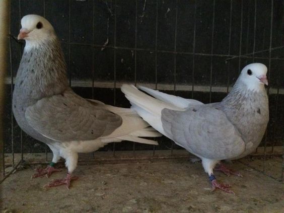 American Flying Baldhead pigeons - Pigeons fall