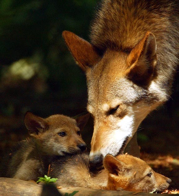 Canis rufus: Wolf Reproduction