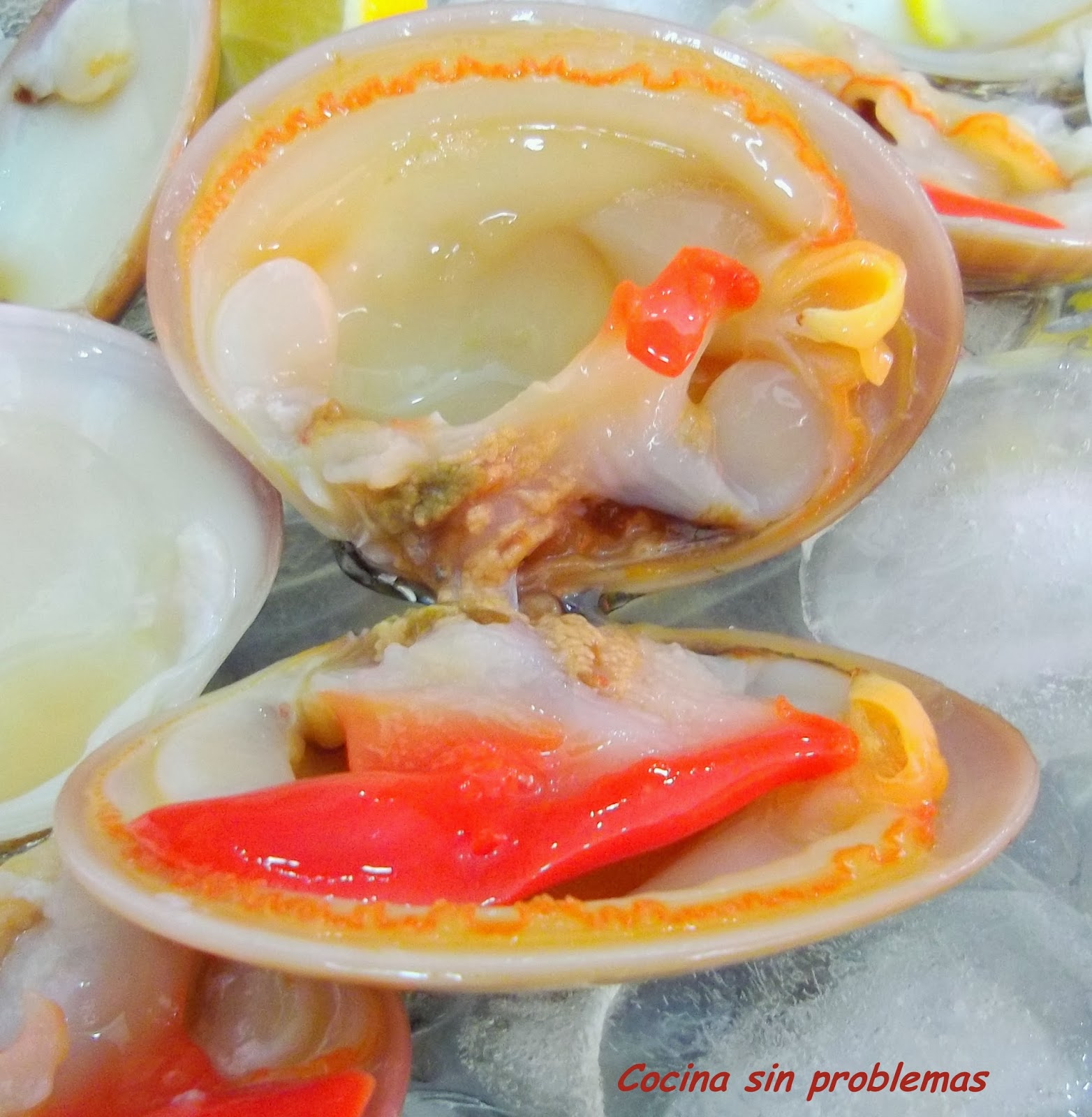 cocina sin problemas: Concha fina al natural. Como abrirlas y limpiarlas.