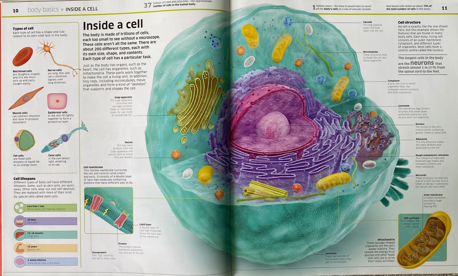 Primay 5 Science: Cell