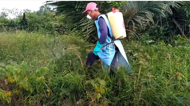 TC CILACAP.COM: CARA PENGENDALIAN GULMA SAWIT DENGAN SEMPROT
