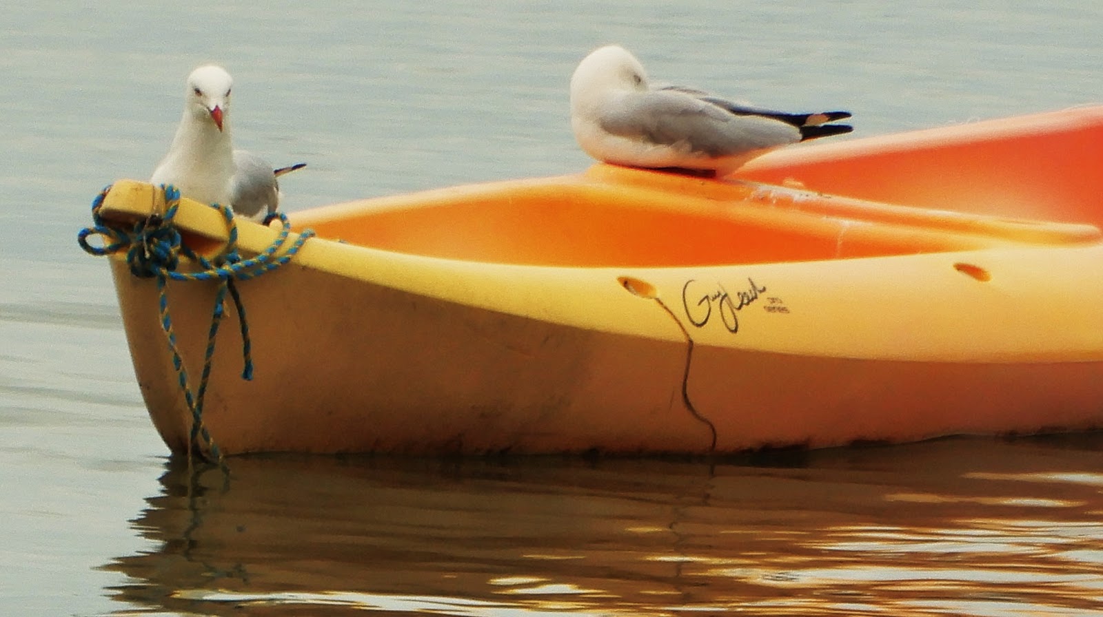 Little Darwin: CANOODLING GULLS IN A CANOE