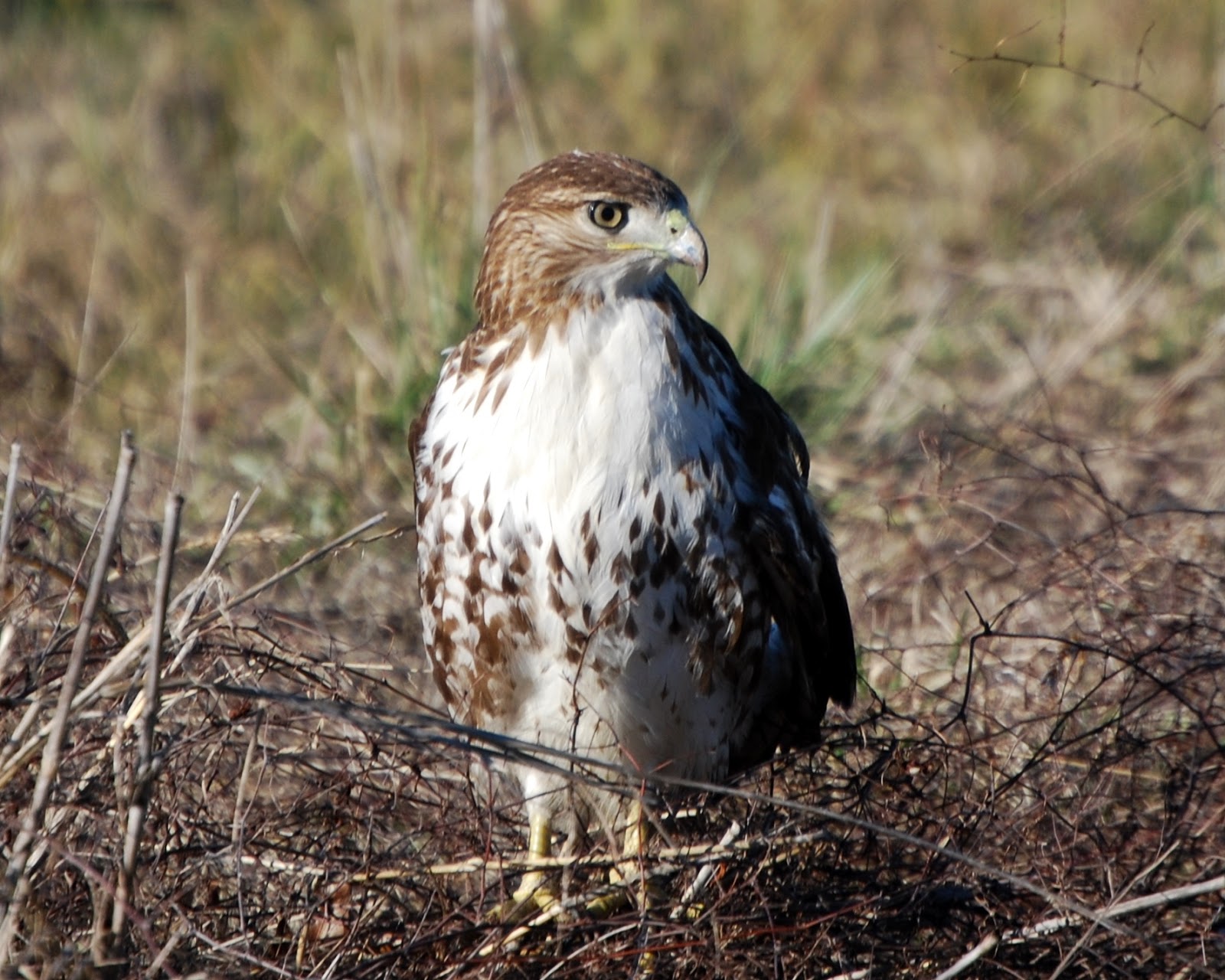 The Peace Bee Farmer: Help from Birds of Prey
