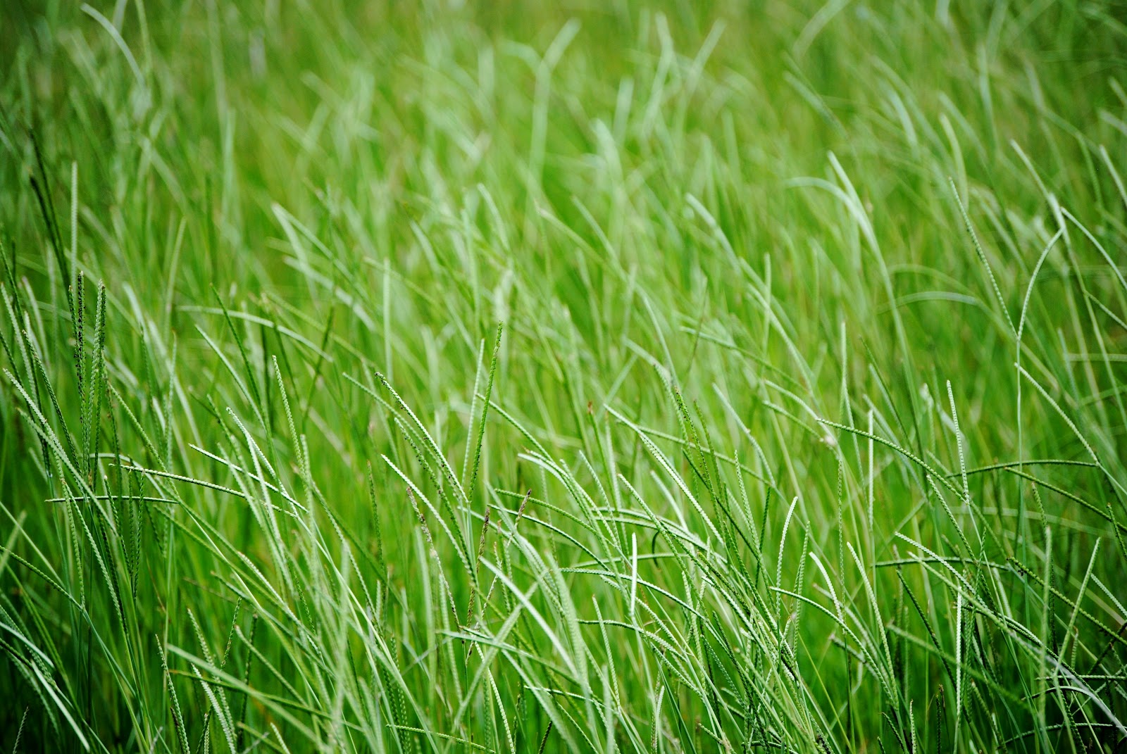 OLDESOUTH FARM: Summer in Alabama