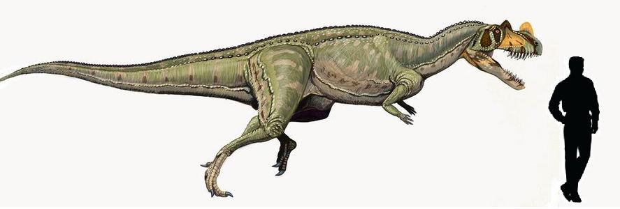 Los animales en la prehistoria: Animales prehistóricos con la letra C