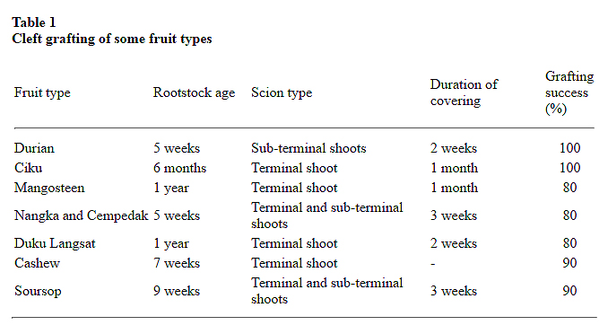 Durian Info: Durian Grafting