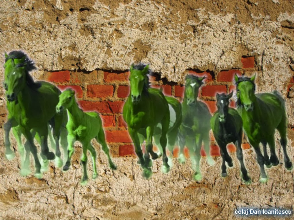 Cai verzi pe pereți - published by visator on day 4,033 - page 1 of 1