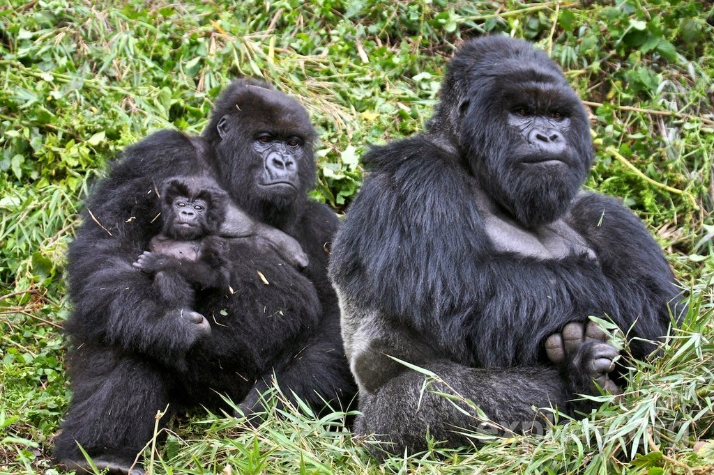 Urloplandia: Goryle. Urloplandia noclegi, atrakcje, restauracje, wczasy ...