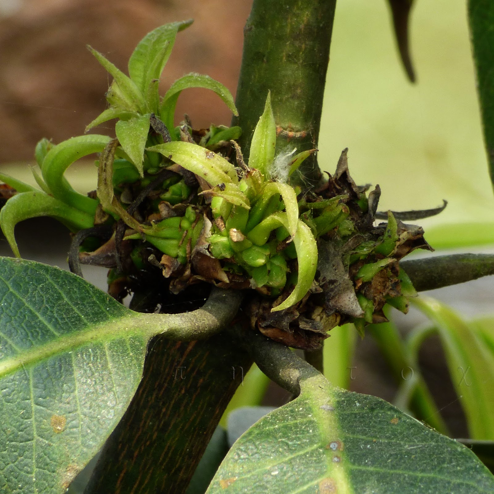 diseases of mango ~ Plant diseases identification