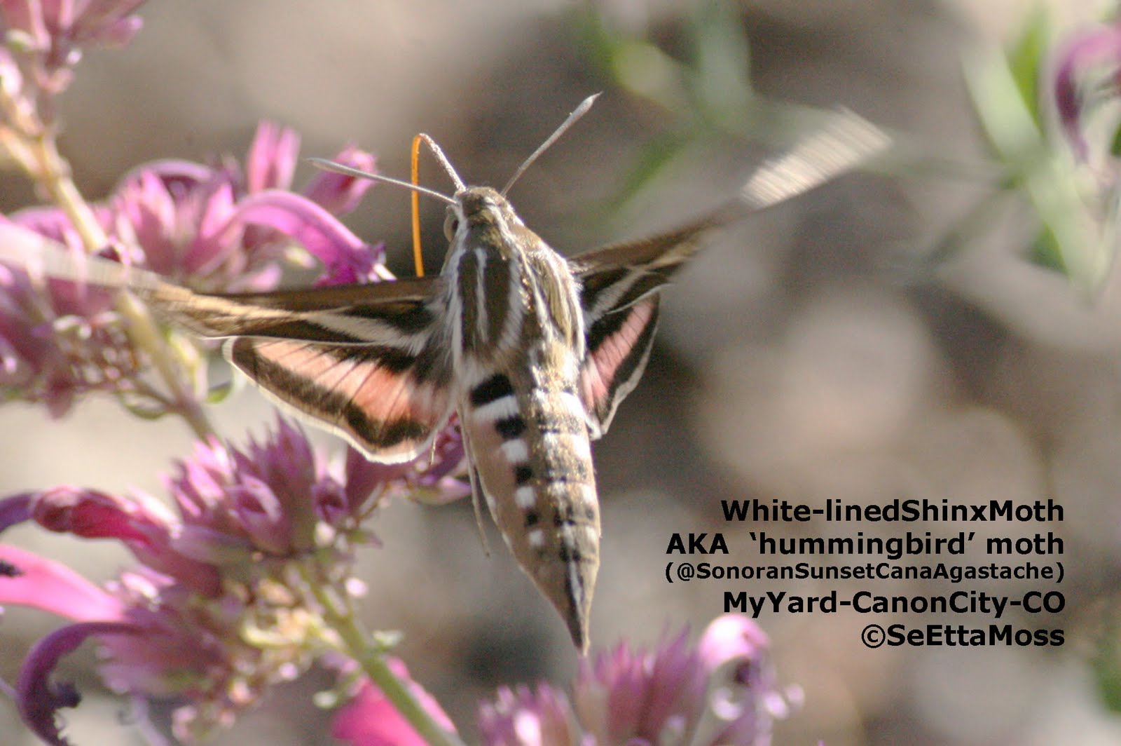 White-lined sphinx moth-aka 'hummingbird' moth