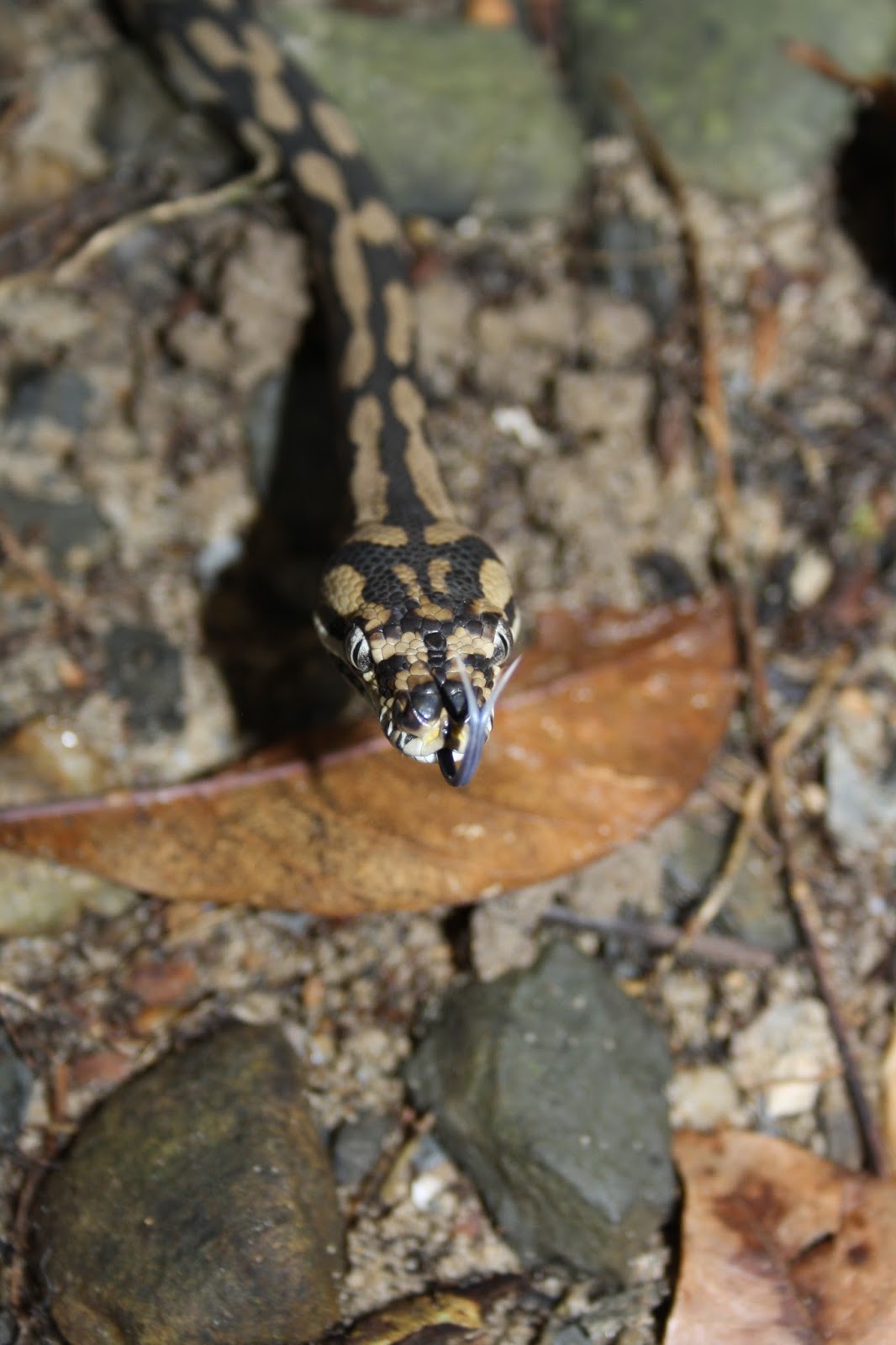 AustraliaTrip 2015/16: Giftnattern und Herping in Far North Queensland ...