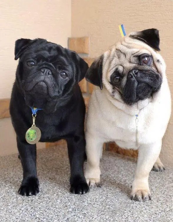 14 Reasons to Choose a Pug - Dog Red Line