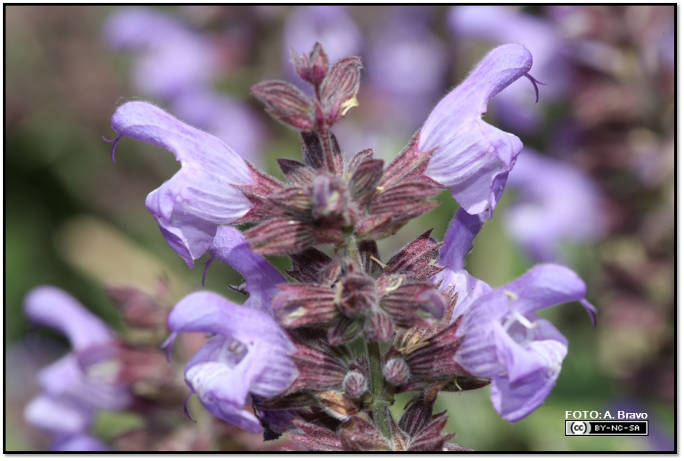 FAUNA AUXILIAR: FAM. LAMIACEAE