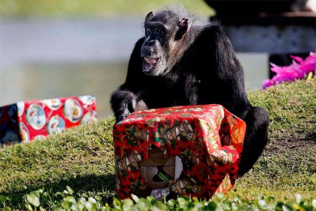 Funny Cool Pictures: Animals Getting Ready for Christmas