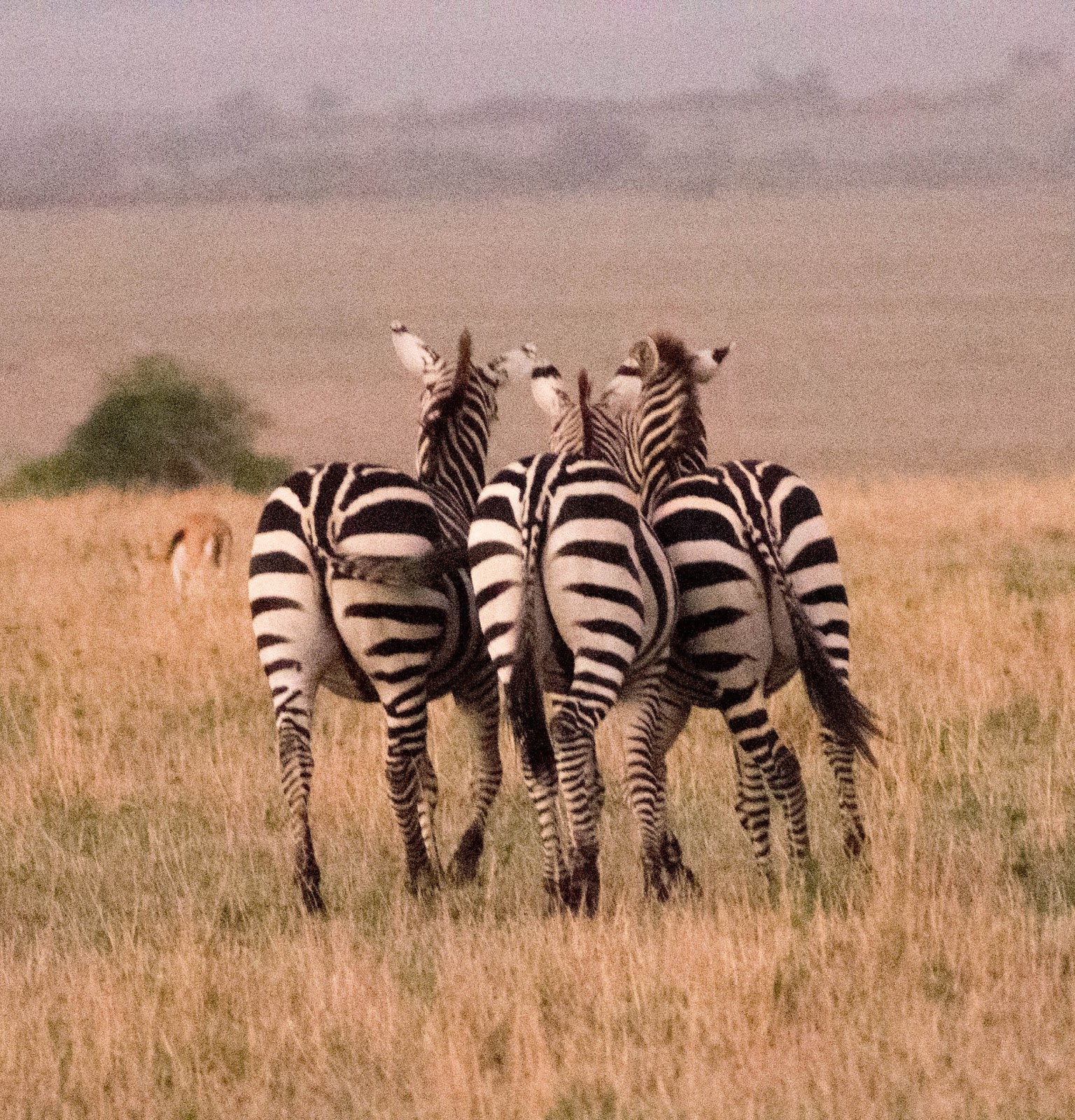 Gullible's Travels: The Kenya Journals, Ch. Stripes and Fights on the ...