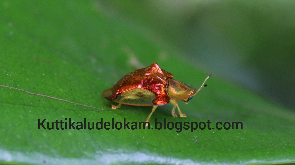 കുട്ടികളുടെലോകം: kadamkatha (കടങ്കഥ)