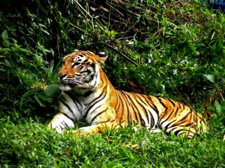 Harimau Sumatera - Macan | GambarBinatang.Com