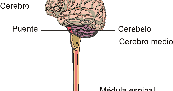 Médula espinal y nervios espinales