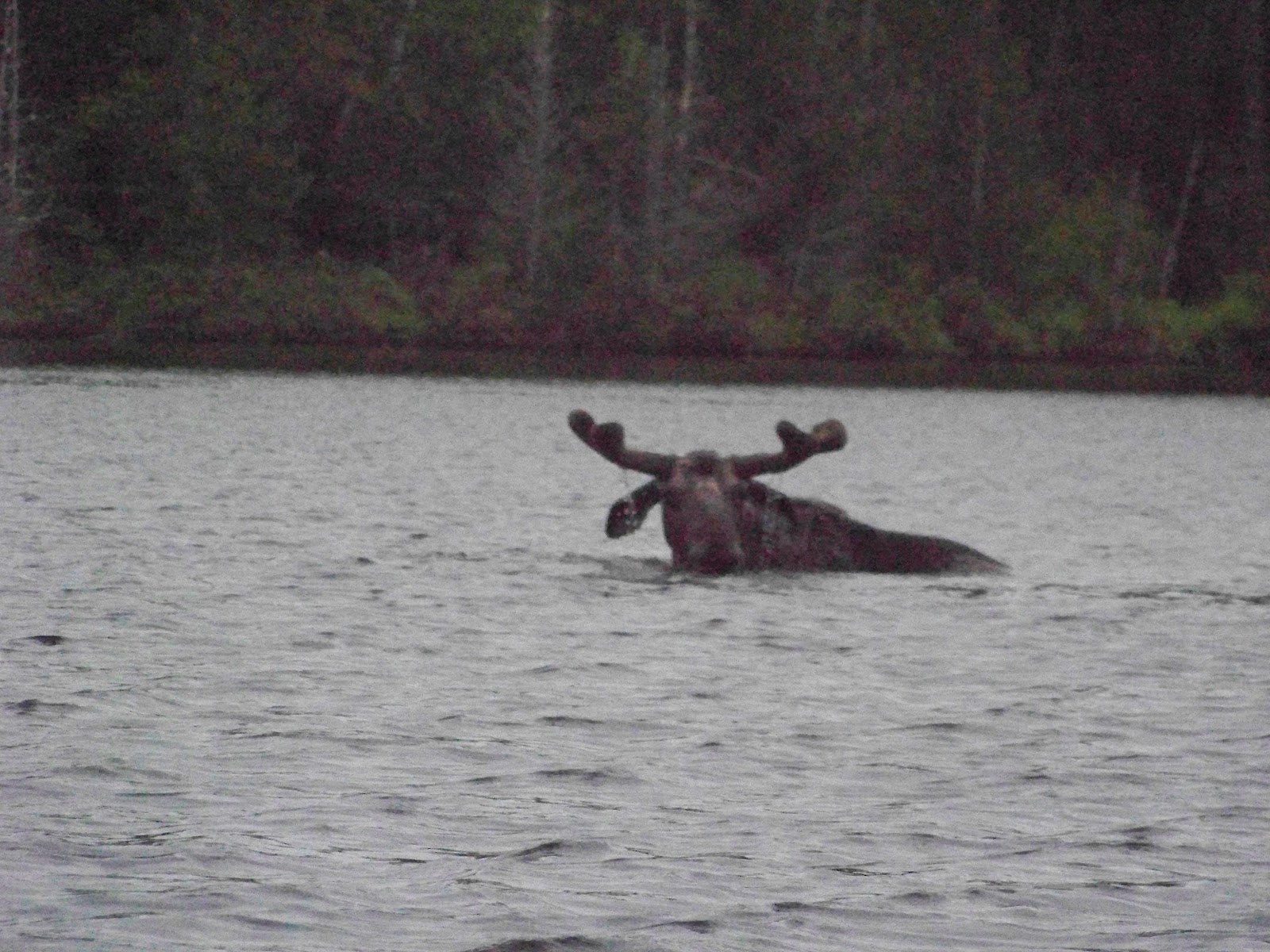 What A Moose!