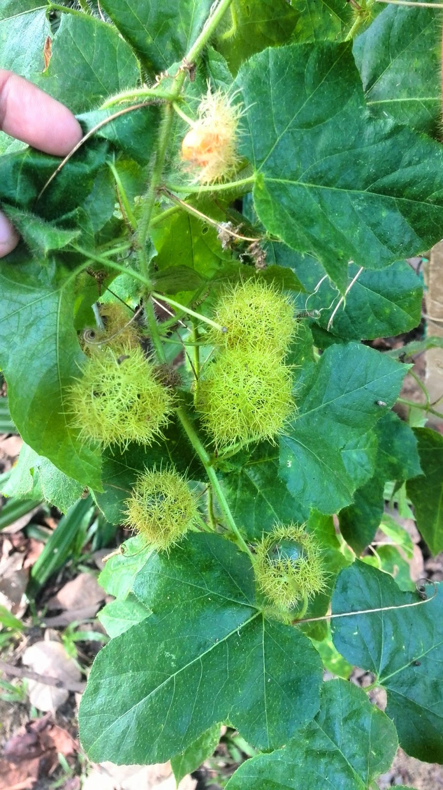 namakucella: POKOK LETUP @ POKOK ULAT BULU